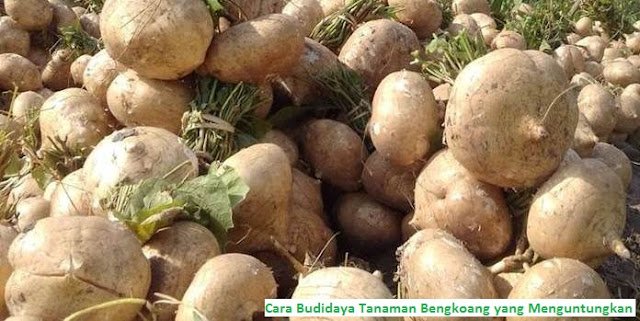 Cara Budidaya Tanaman Bengkoang yang Menguntungkan - Pugur